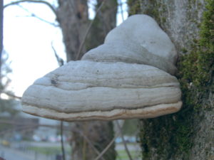 L'amadouvier : un champignon allume-feu ! - Merveilles cachées