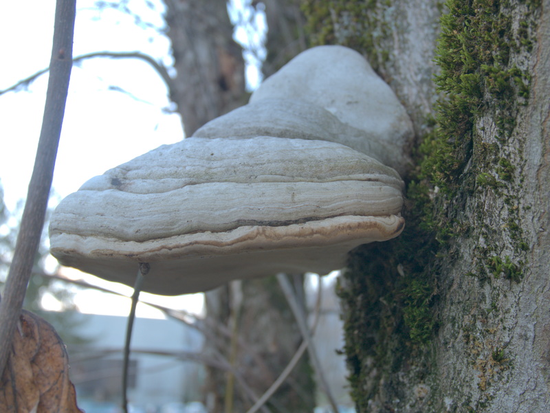 L'amadouvier : un champignon allume-feu ! - Merveilles cachées