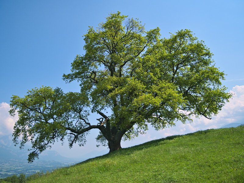 Le chêne de Venon, arbre remarquable situé sur les hauteurs de Grenoble