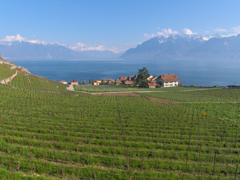Lavaux Suisse : vignoble en terrasse au bord du Léman